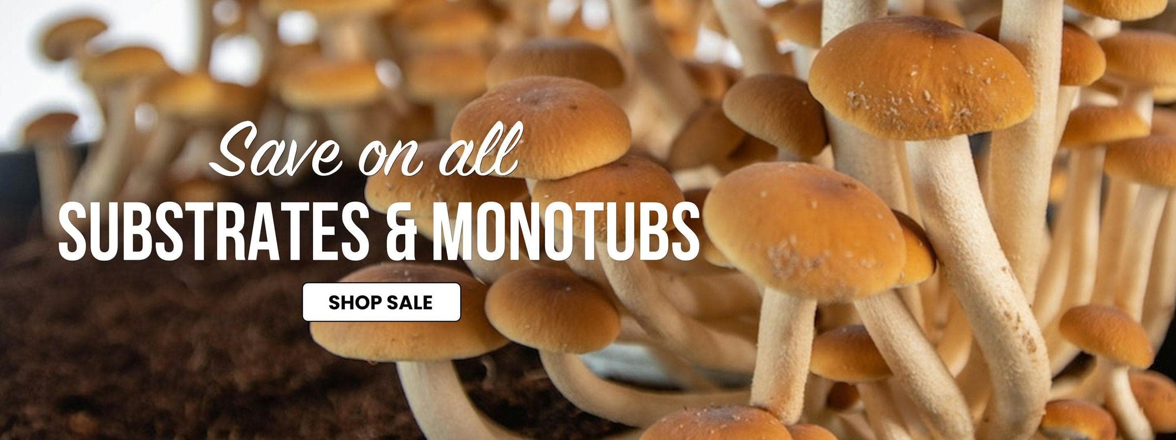 North Spore | Premium Mushroom Growing Supplies