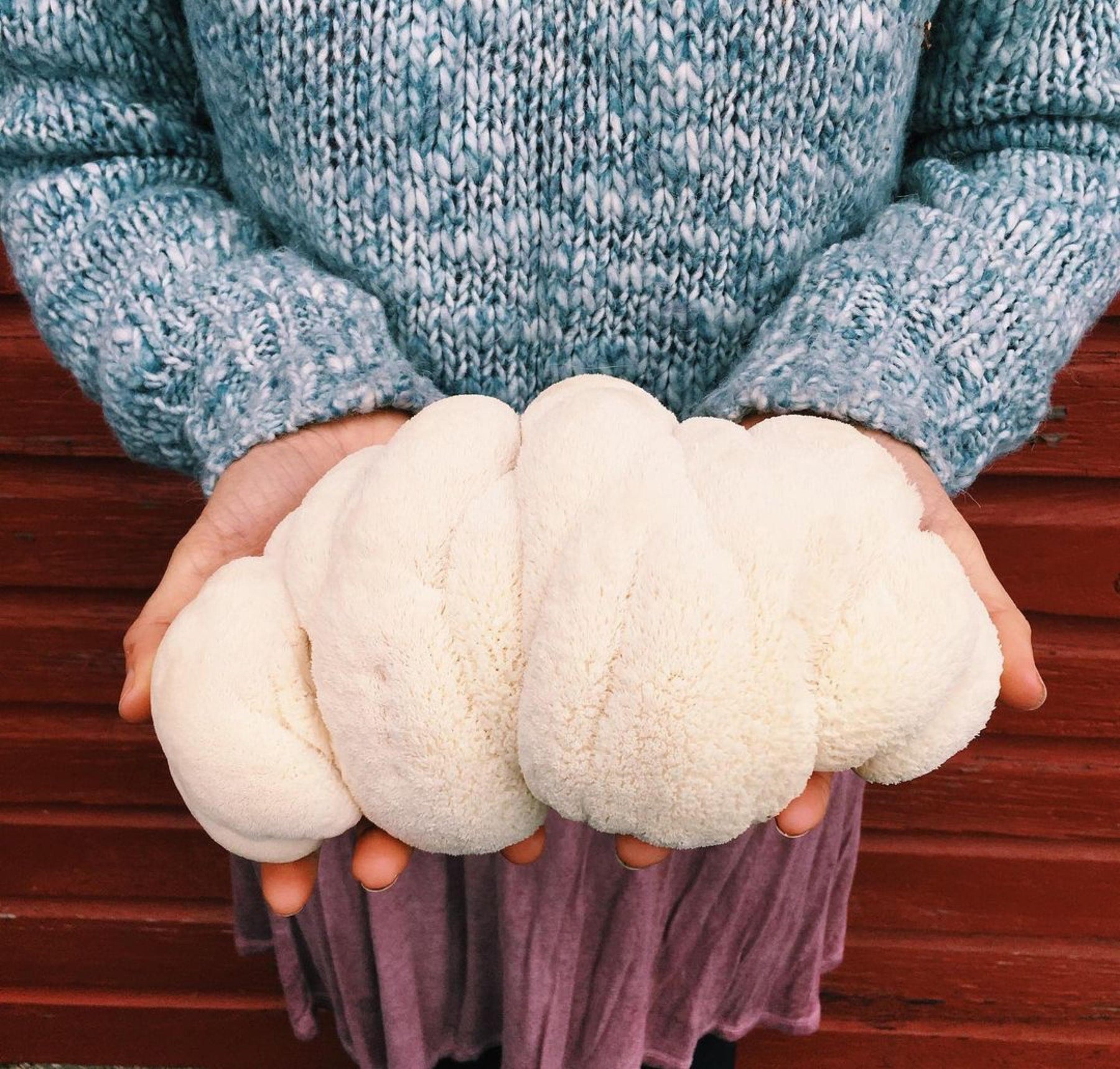 North Spore | Premium Mushroom Growing Supplies