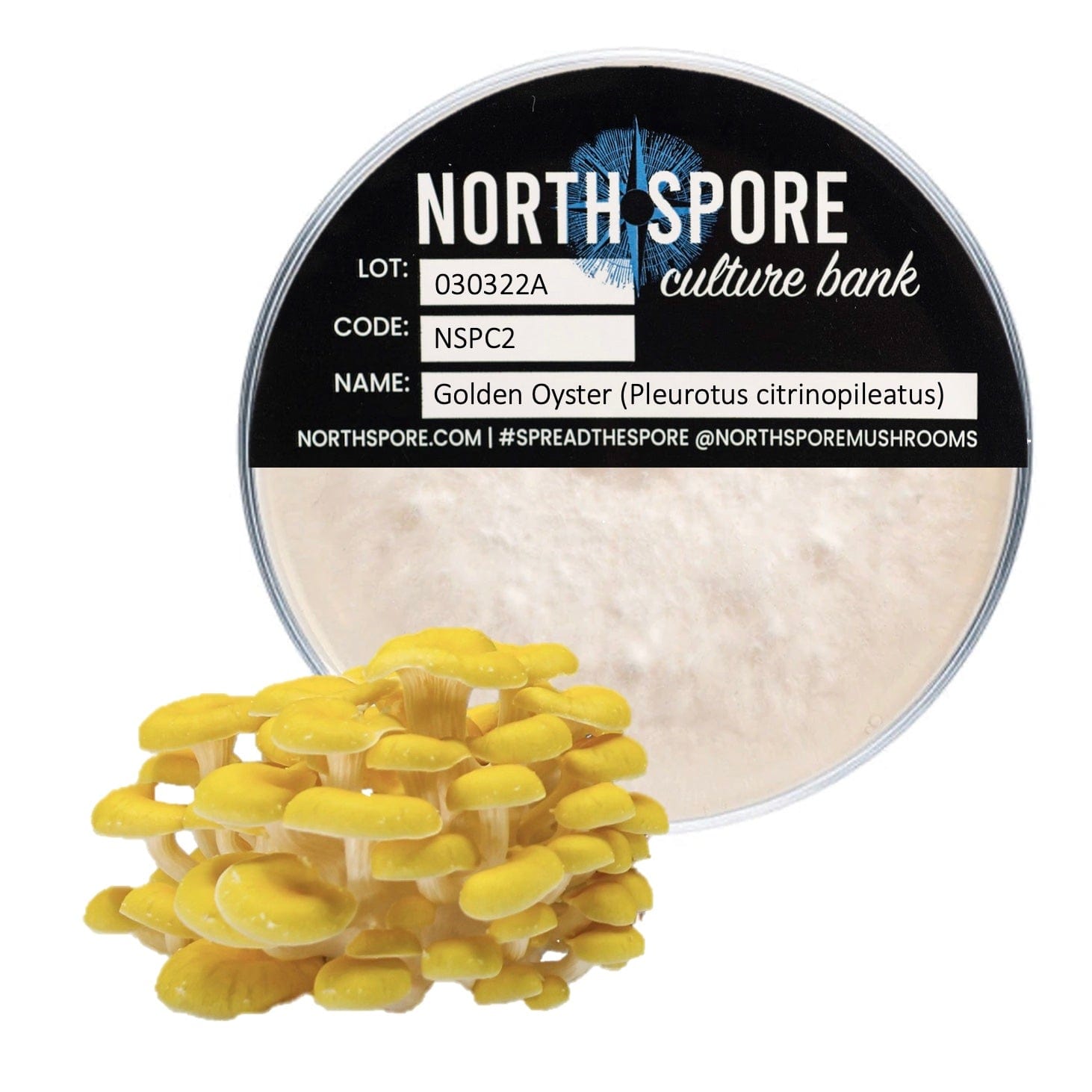 Golden Oyster Mushroom Culture Plates | North Spore