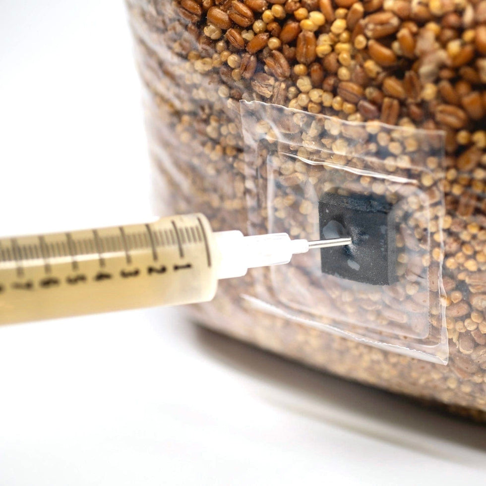 Shiitake Mushroom Liquid Culture Syringe | North Spore