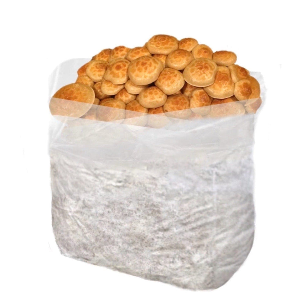 Organic Nameko Fruiting Block | Mushroom Growing Kit – North Spore