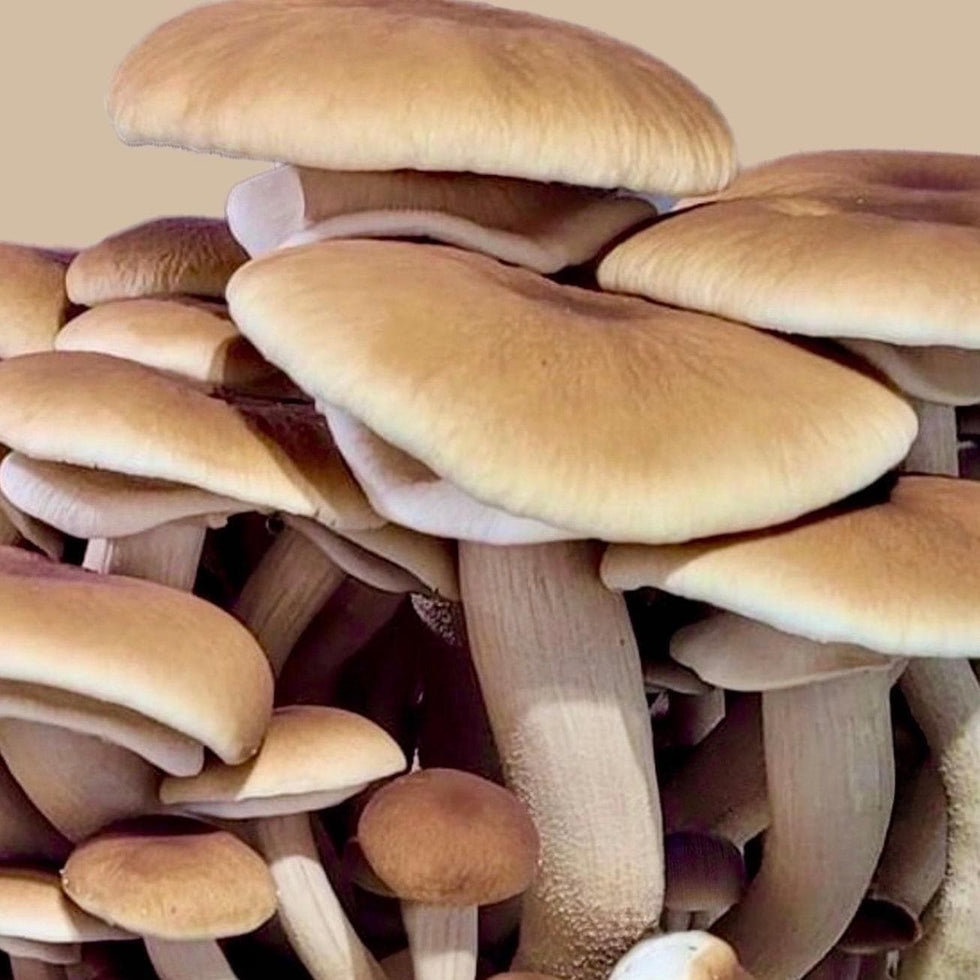 Pioppino Mushroom Grow Kit Fruiting Block (Cyclocybe aegerita) – North ...