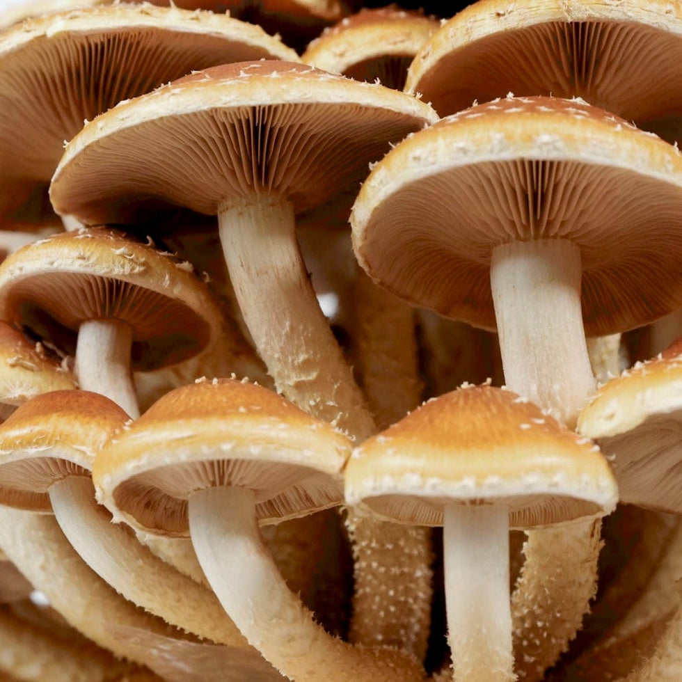 Organic Chestnut Mushroom Grain Spawn | North Spore