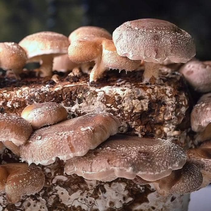 Organic Shiitake Mushroom Grain Spawn | North Spore