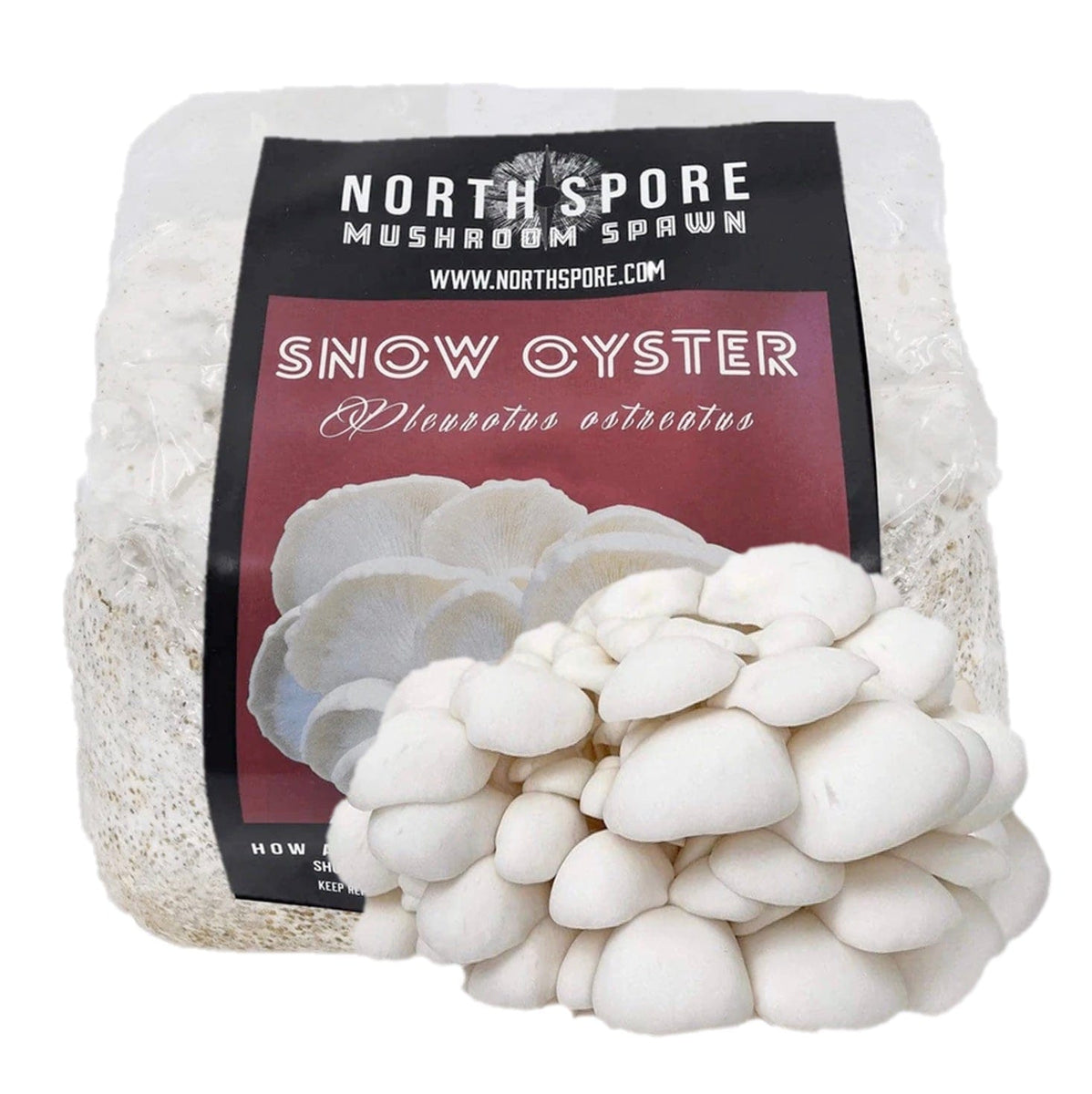Organic Snow Oyster Mushroom Grain Spawn | North Spore