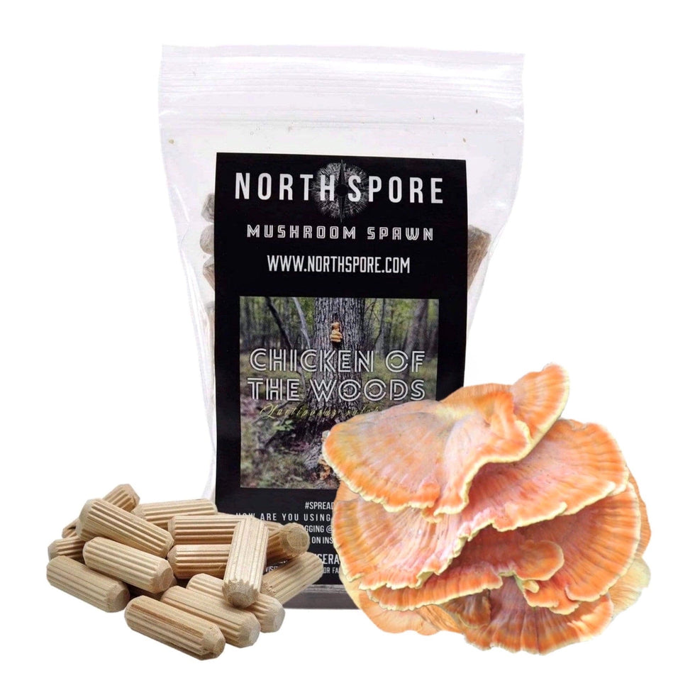 Organic Chicken of the Woods Mushroom Plug Spawn – North Spore