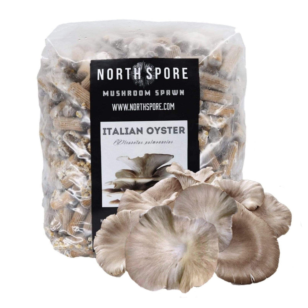 Organic Italian Oyster Mushroom Plug Spawn – North Spore