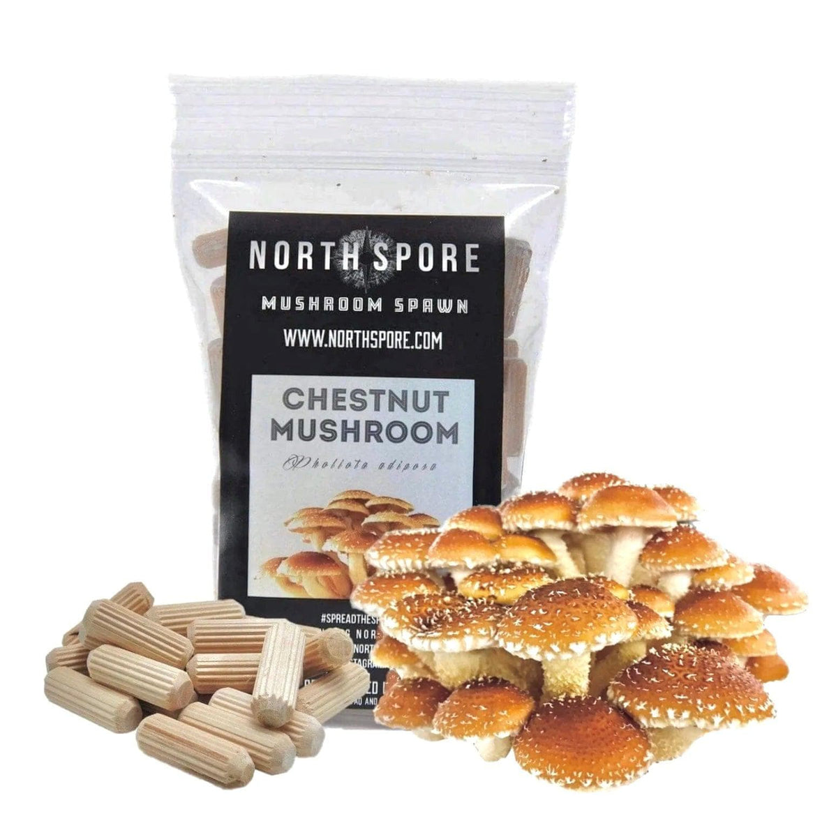 Organic Chestnut Mushroom Plug Spawn – North Spore