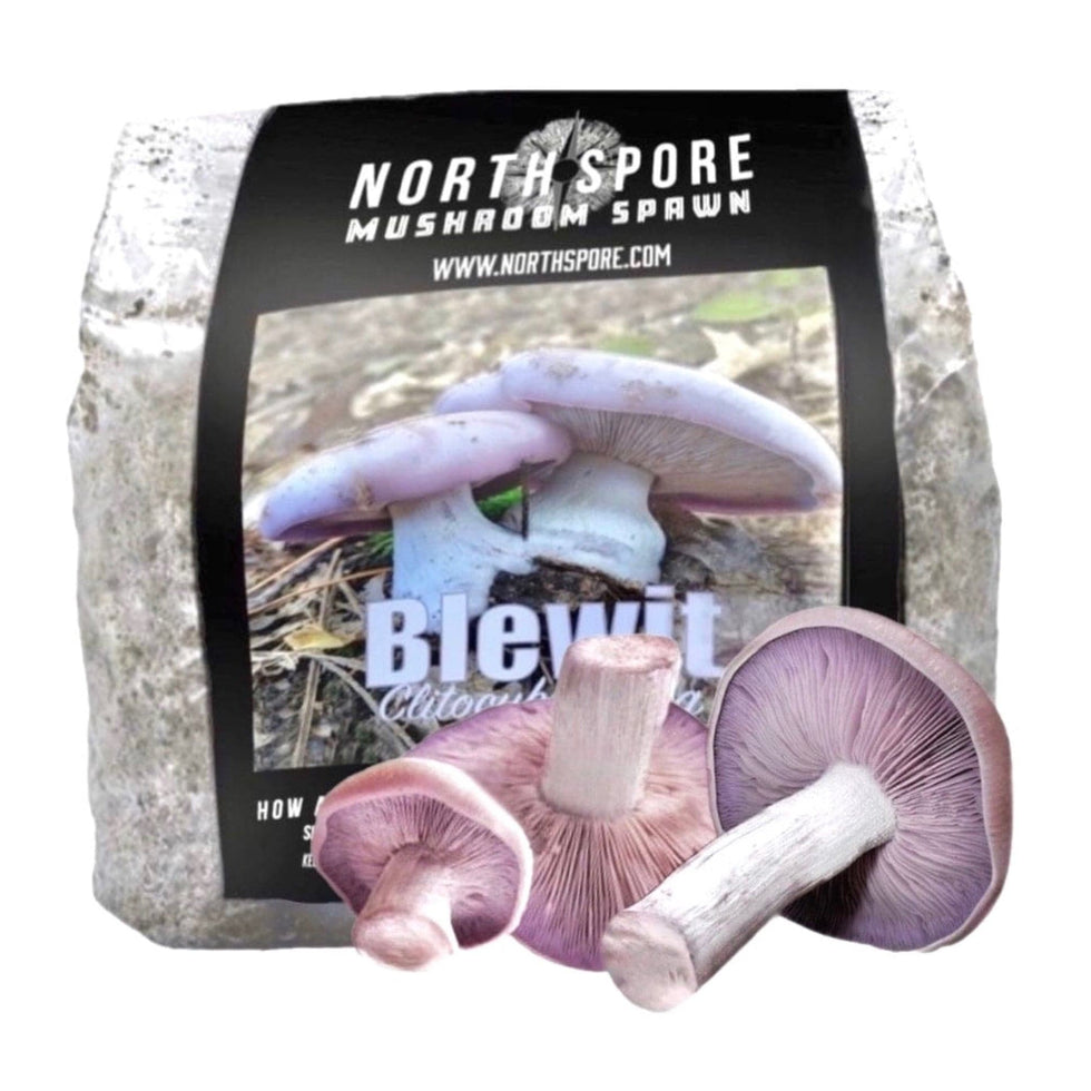 Organic Blewit Mushroom Sawdust Spawn I North Spore