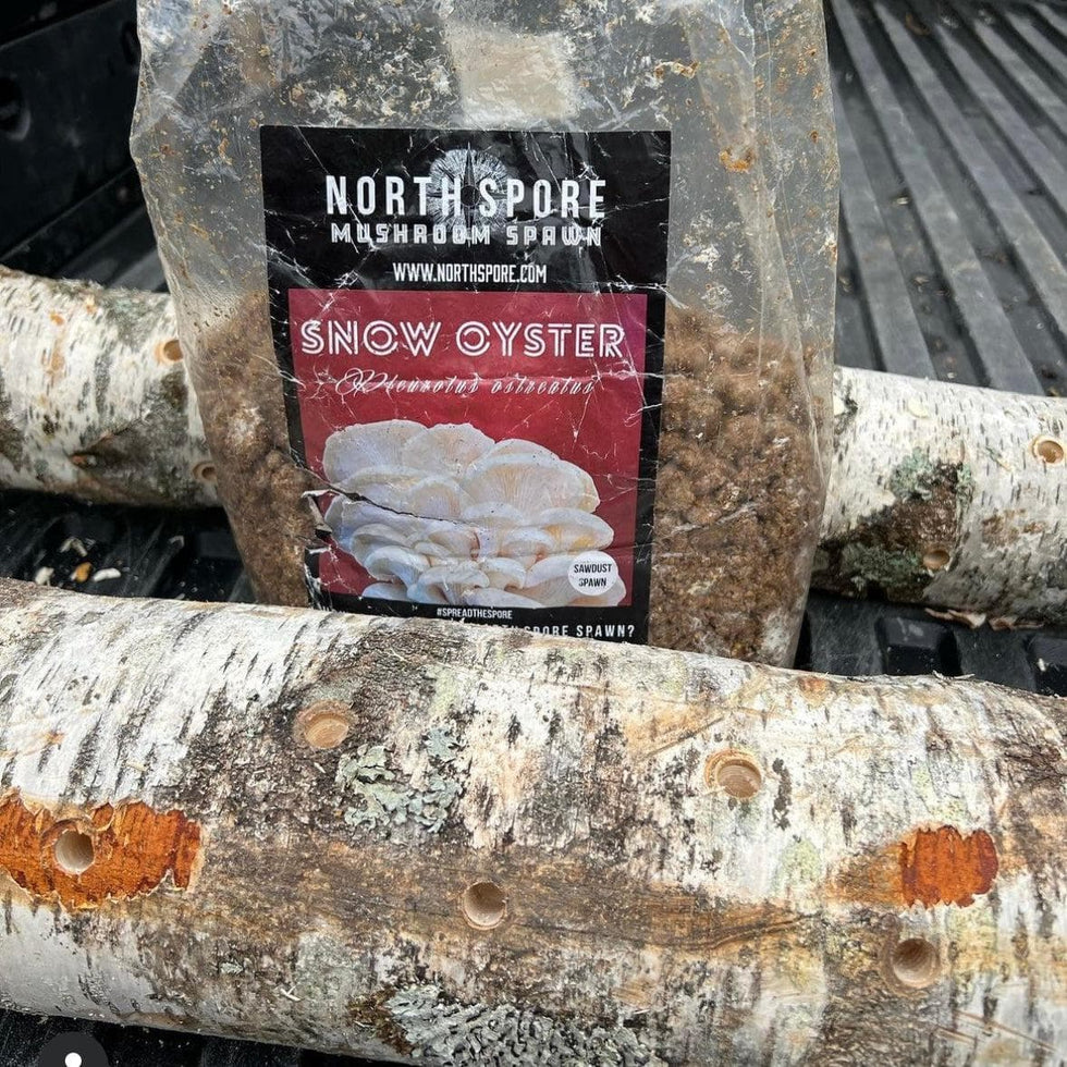 Snow Oyster Mushroom Sawdust Spawn I Handmade in Maine – North Spore