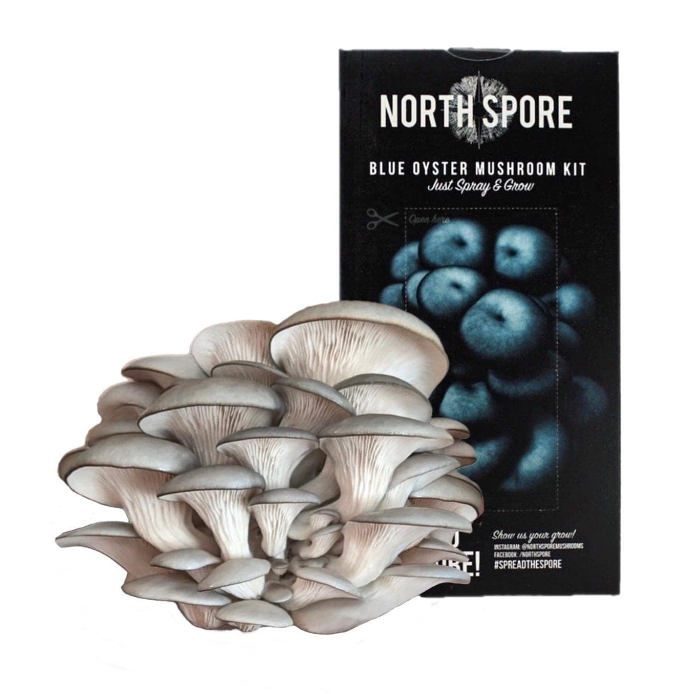 Organic Blue Oyster 'Spray & Grow' Mushroom Growing Kit – North Spore