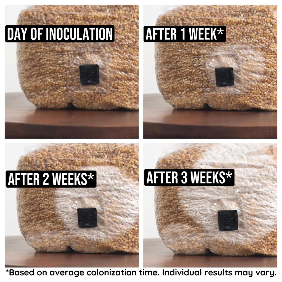 Organic Sterilized Grain Bag | Best Sterilized Spawn Bag for Mushroom ...